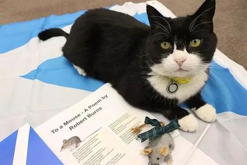 猫咪段子邀请码图标