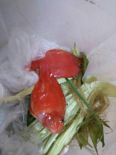 鹦鹉鱼死前征兆图标