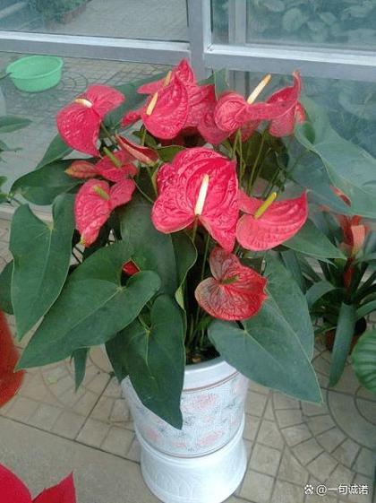 红掌的花语是什么截图