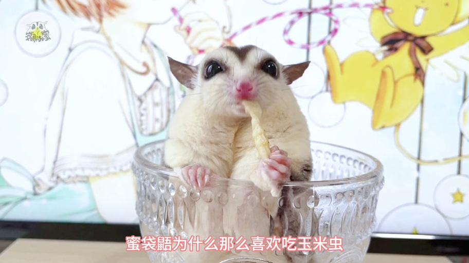 飞鼠吃什么视频图标