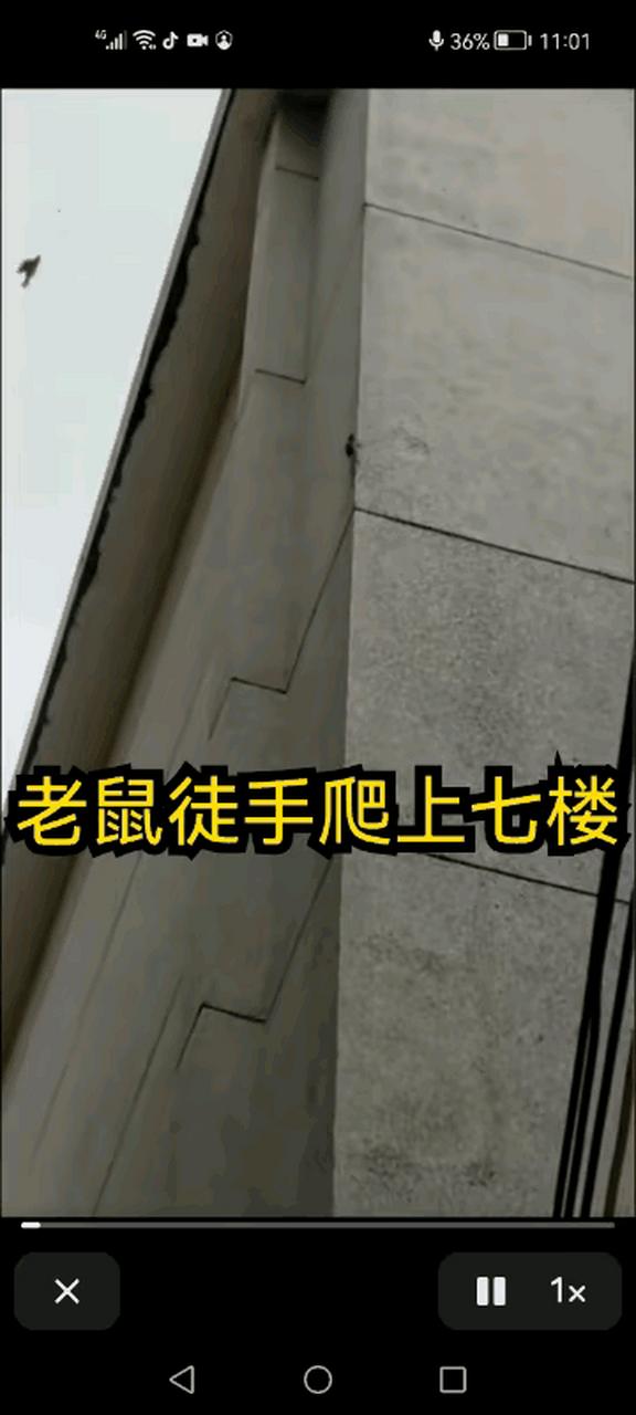蛐蛐会爬墙吗图标