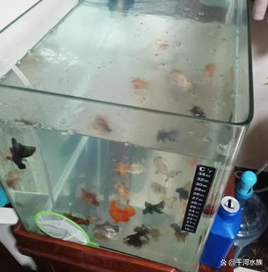 鱼缸里有一股淡淡的霉味儿截图