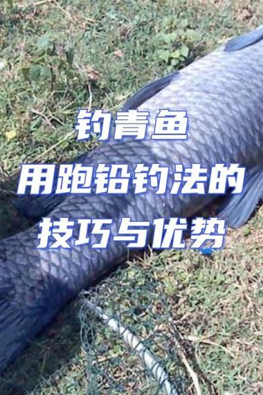 钓青鱼的最佳方法图标