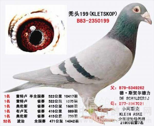 www.99信鸽免费查询截图