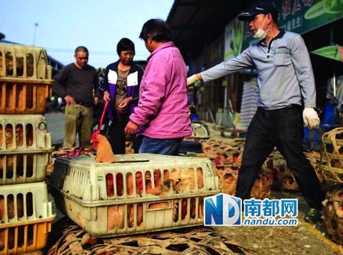 活禽批发市场附近图标