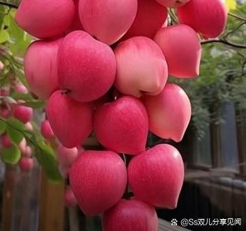 像红苹果的叫什么水果图标