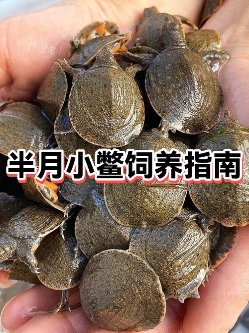 鳖能活1000年吗截图
