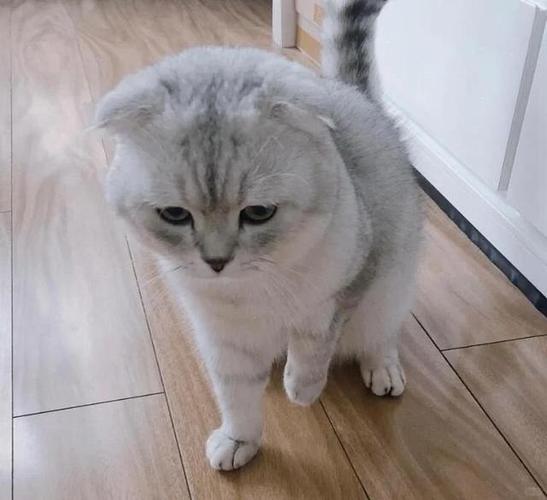 小猫后腿突然瘸了图标
