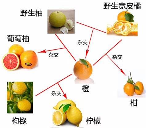 橙子是不是桔子和柚子嫁接的缩略图