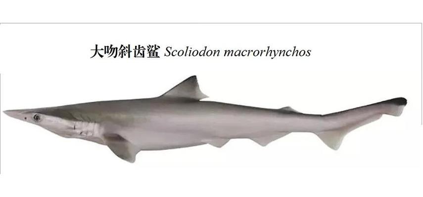 鲨鱼怎么清理怎么吃图标