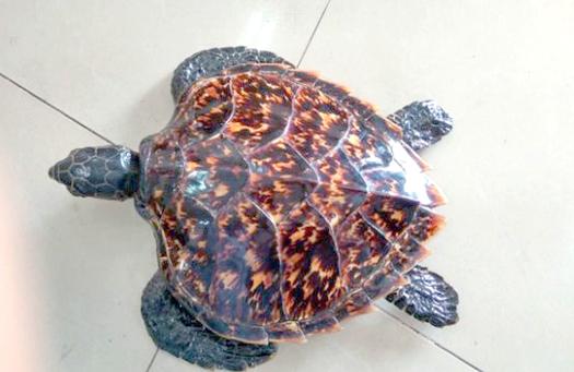 乌龟恨主人的表现图标