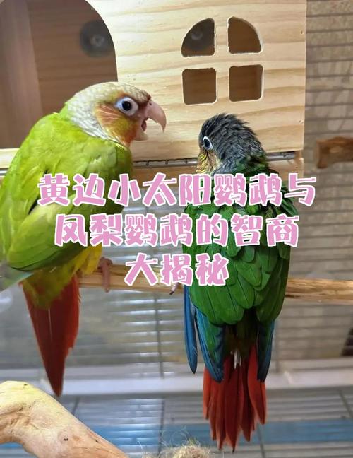 鹦鹉智商排名前十缩略图