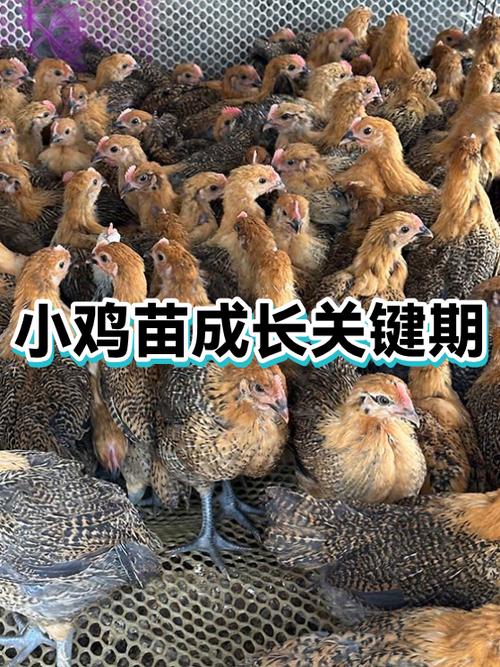 家养小鸡多久能长大图标