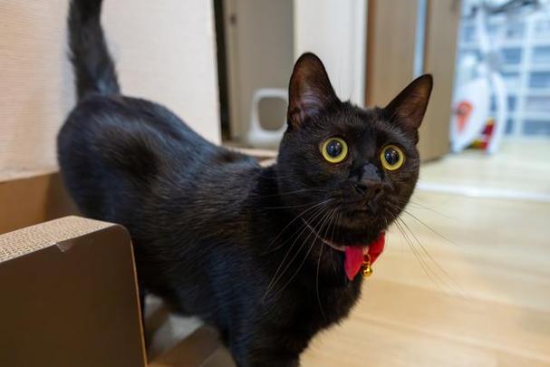 中国玄猫价格截图