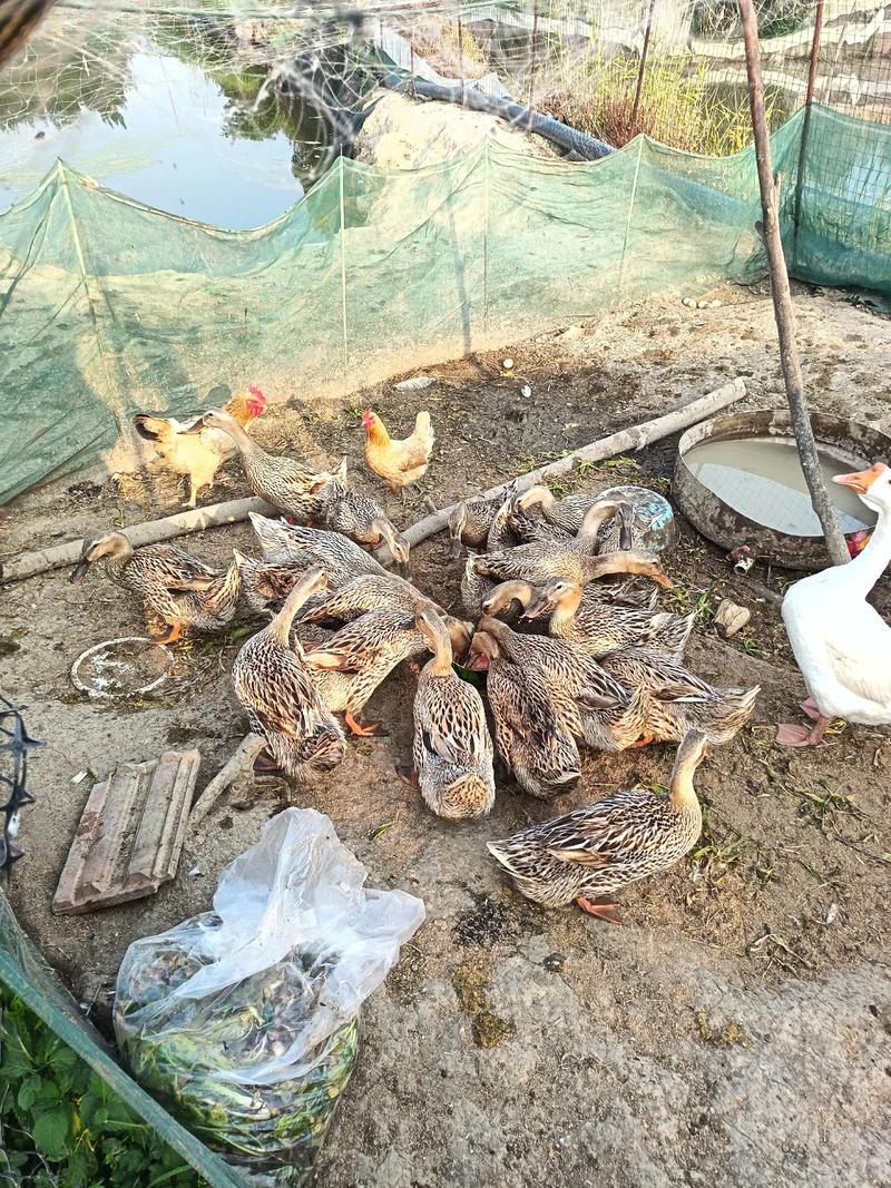 饲养场养母鸭400只图标