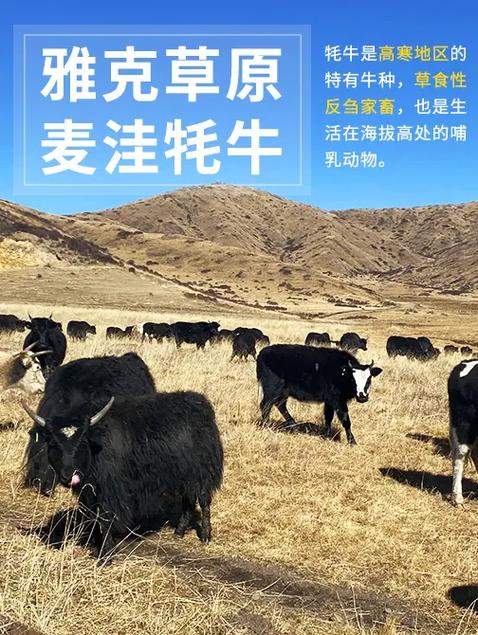 牦牛简介资料