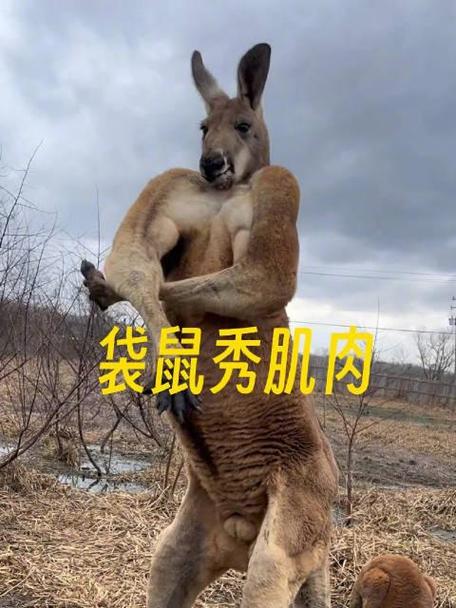 袋鼠站起来多高截图