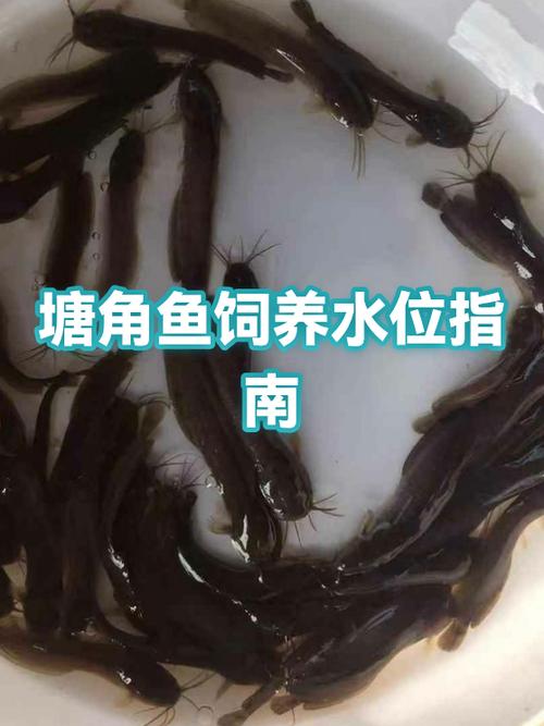 养塘角鱼最简单的方法图标