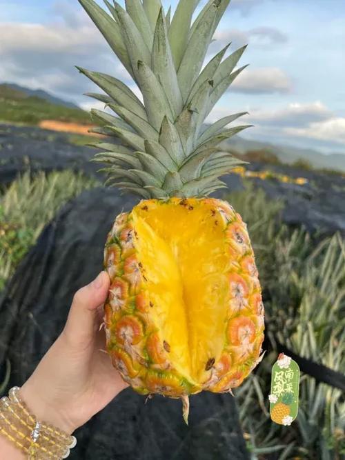 凤梨手机截图