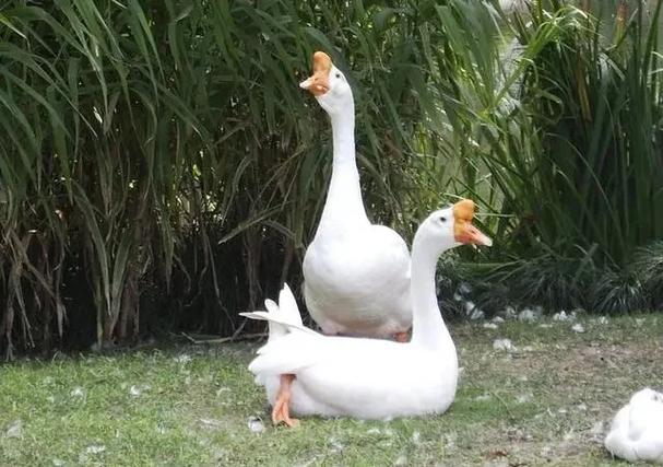 鸟瘫痪最怕三样东西