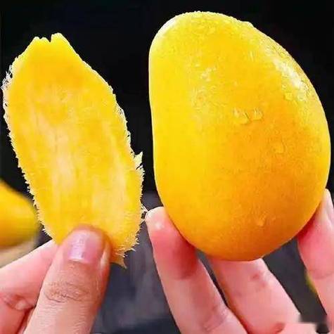芒果玩图标