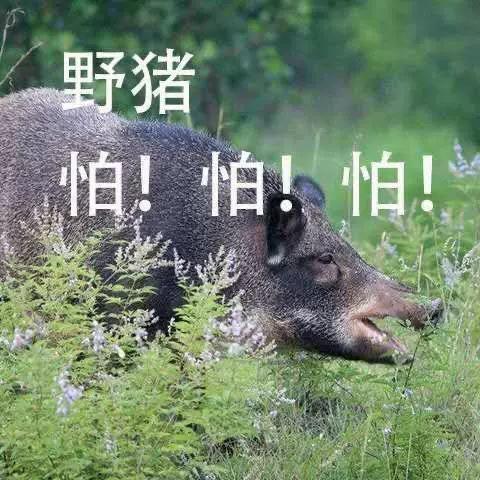驱兽户外野猪神器截图