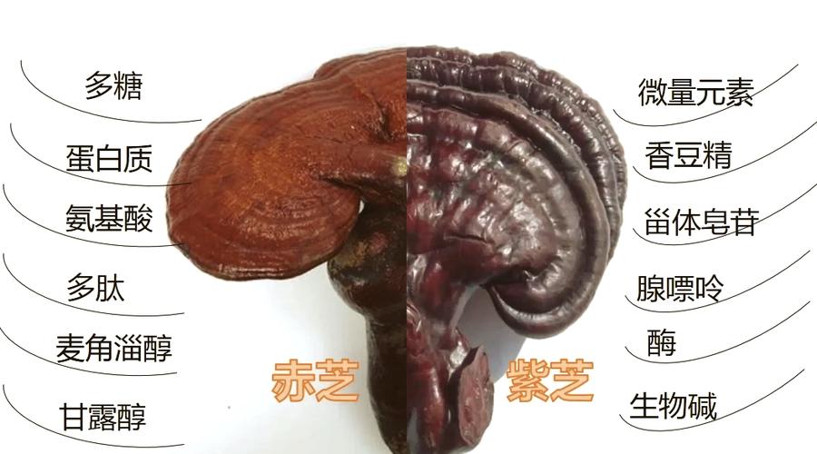 真假灵芝的区别图片图标