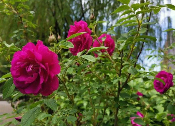 心尖野玫瑰图标