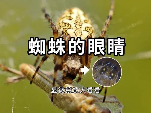 蜘蛛眼有什么用图标