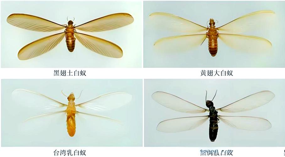 白蚁图片有几种
