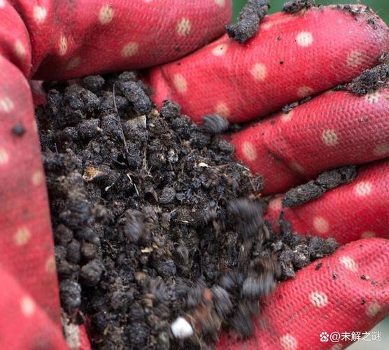 蝙蝠的粪便任务在哪打截图