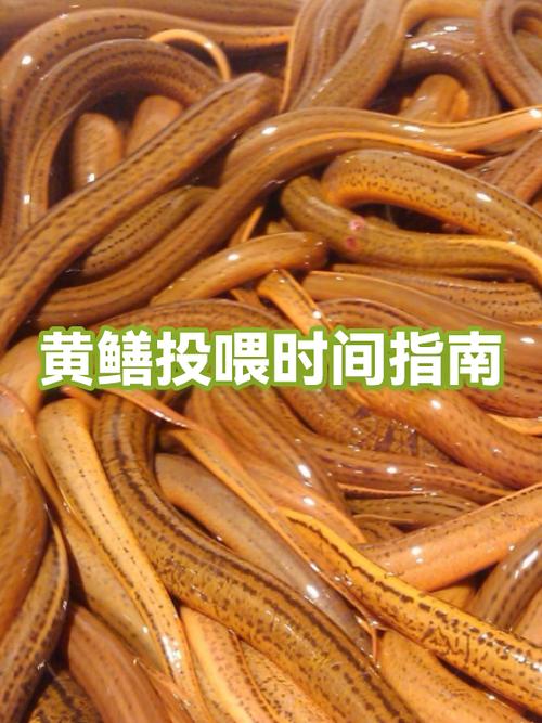 养黄鳝多久喂一次截图