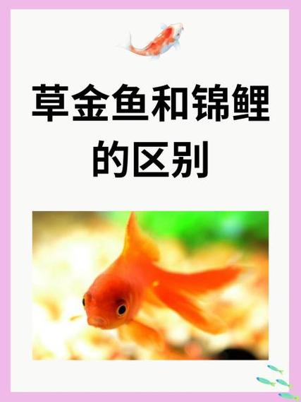 草金和锦鲤的饲养方式图标