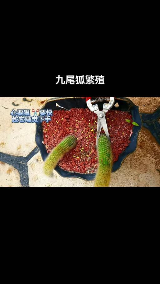 珊瑚怎么繁殖图标