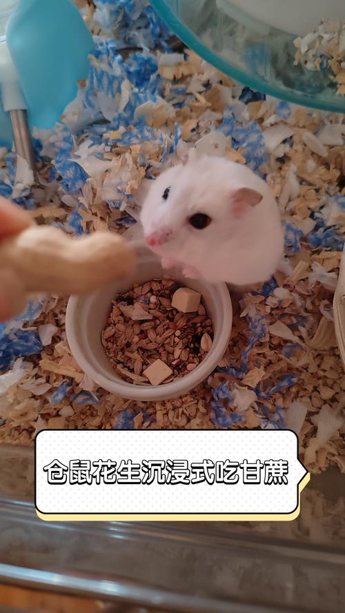 仓鼠一天能吃多少花生图标