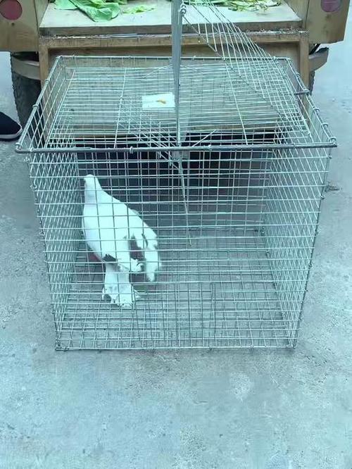 自动捉鸽子笼子图标