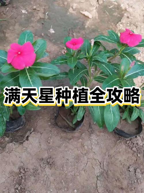 满天星适合什么季节种图标