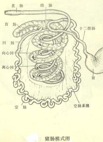 猪儿肠是哪个部位图片图标