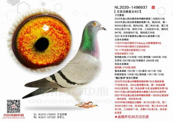 吸金聚财的鸽子名字图标
