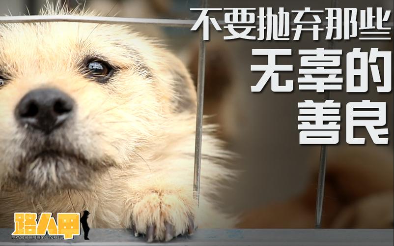 狗的公益宣传片图标