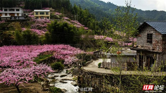 桃园深处截图