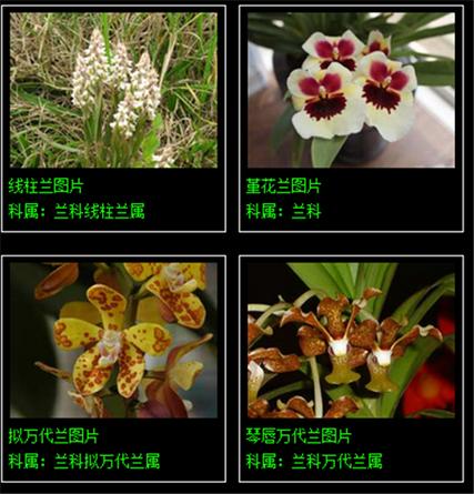 荒野大镖客2兰花有几种图标