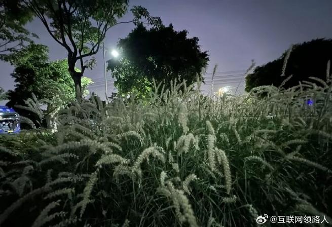 苹果14pro拍照