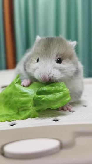 小仓鼠吃什么食物图标