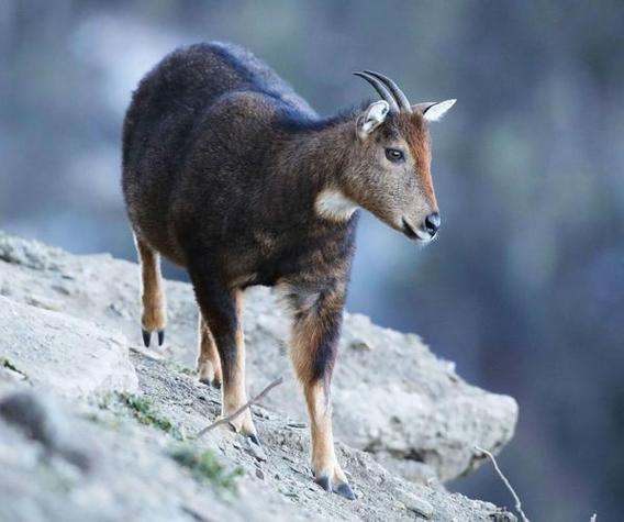 山羊是保护动物吗图标