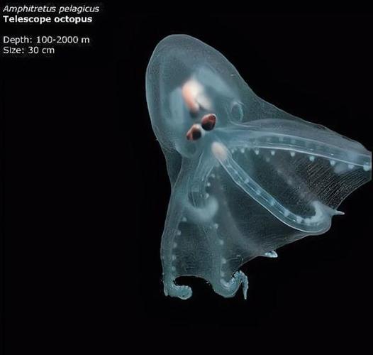 八爪鱼Octopus官网截图