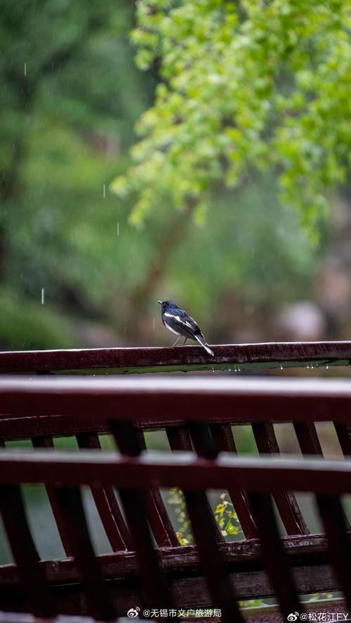 小雨唯美图片截图