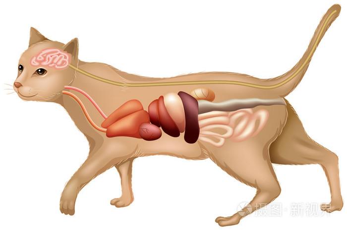 医学猫题库截图