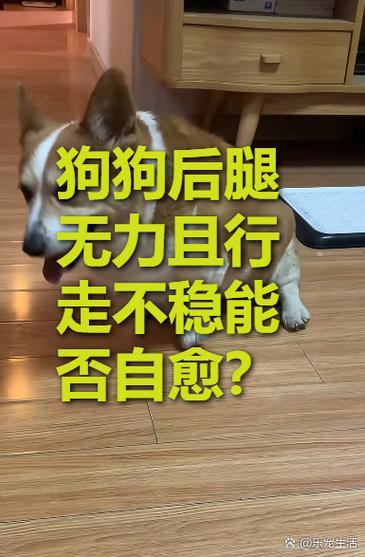 狗狗后腿无力走路不稳图标