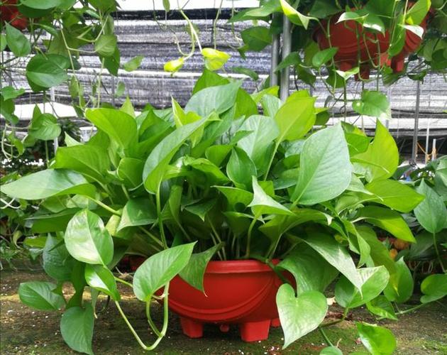 植物绿萝图标